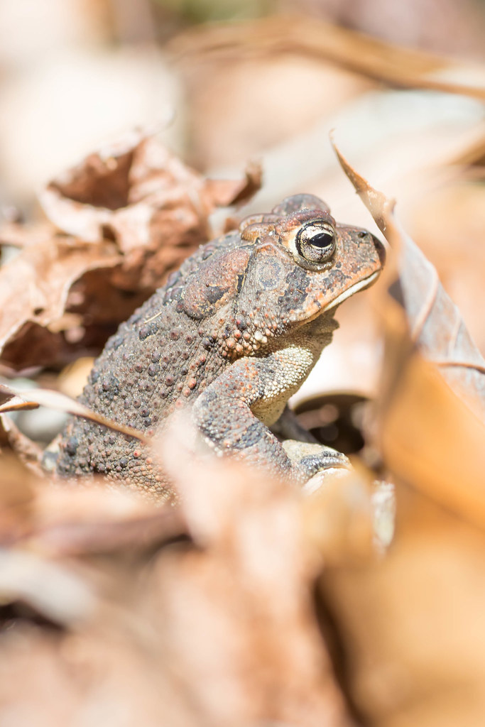 The Danger of the Toads | Smilin' Dog Bakery